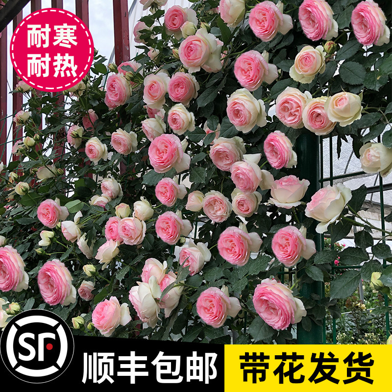 蔷薇花苗爬藤植物四季开花藤本月季玫瑰盆栽室内庭院阳台花卉鲜花