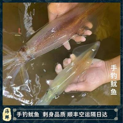 东山岛野生手钓大鱿鱼鲜活水产品刺身品质火箭鱿鱼大管透抽枪乌贼