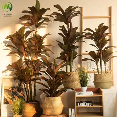 植大型仿落地真绿红铁树巴西木盘栽室内摆设仿真MC-20240植物边巴