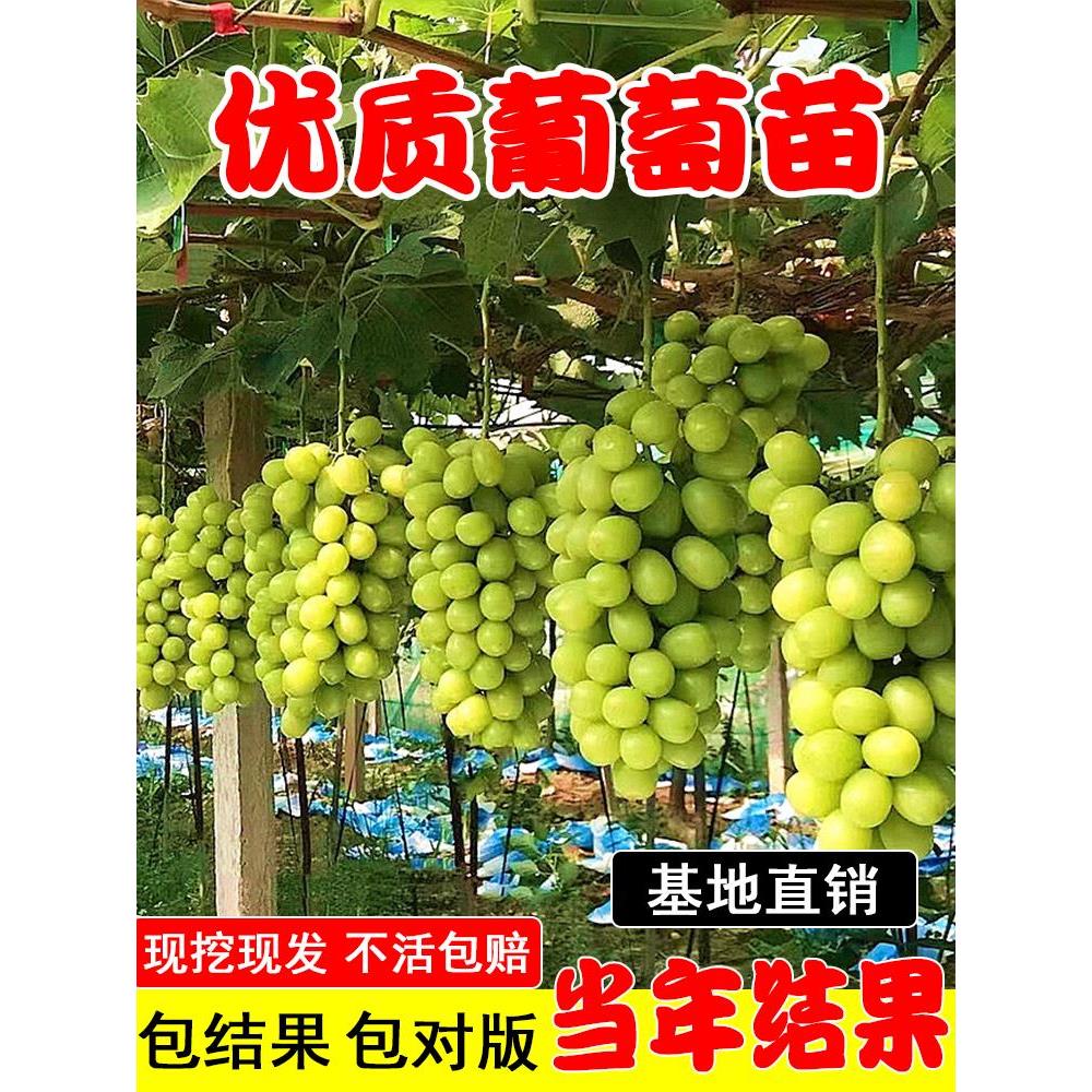阳光玫瑰葡萄树无籽蓝宝石巨峰盆栽地栽种植庭院北方南方水果树苗