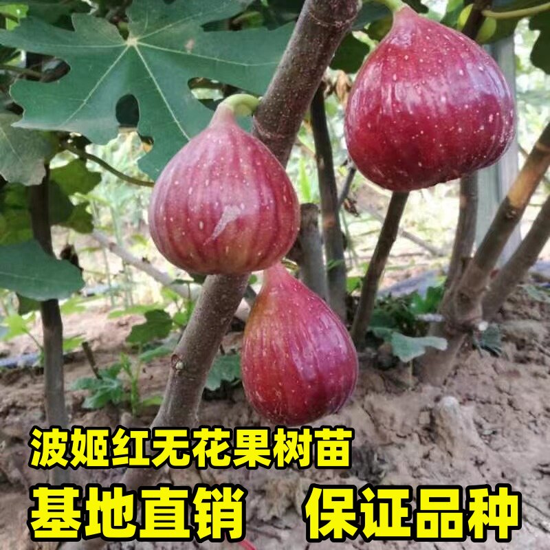 波姬红无花果树苗特大矮化无花果苗南方北方庭院阳台盆栽当年结果