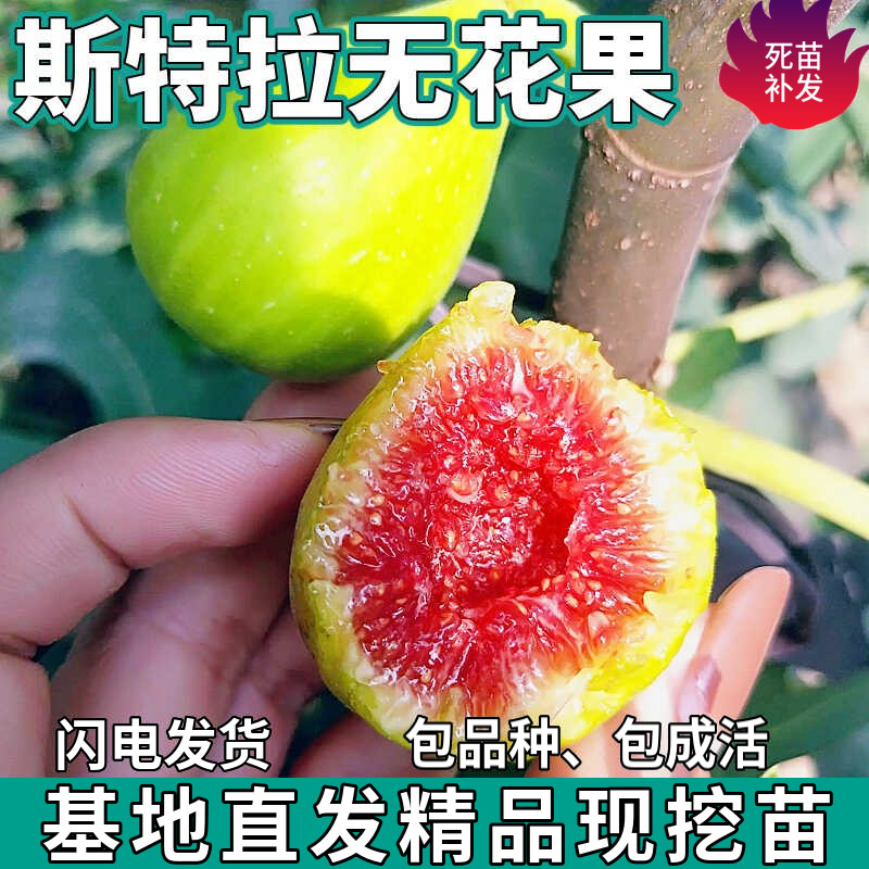 斯特拉无花果树苗南北方庭院地栽盆栽种植特大嫁接果树苗当年结果