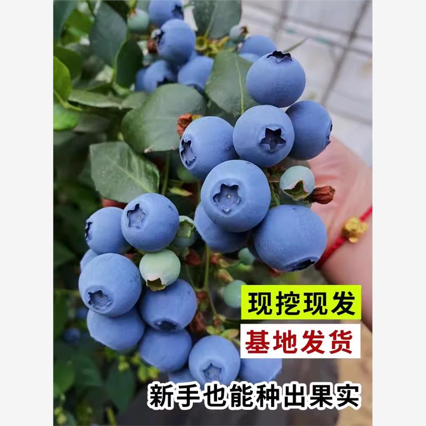 特大蓝莓树果苗蓝莓苗盆地栽果苗阳台南北方种植苗兔眼绿宝石果树