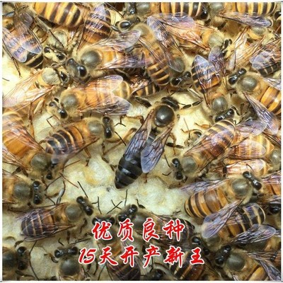处女王新王中蜂种蜂王中蜂活体产卵新开产王中蜂王活体蜜蜂群