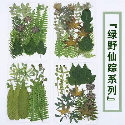 新品干花叶子植物标本diy书签滴胶相框压花儿童手工树叶画材料包