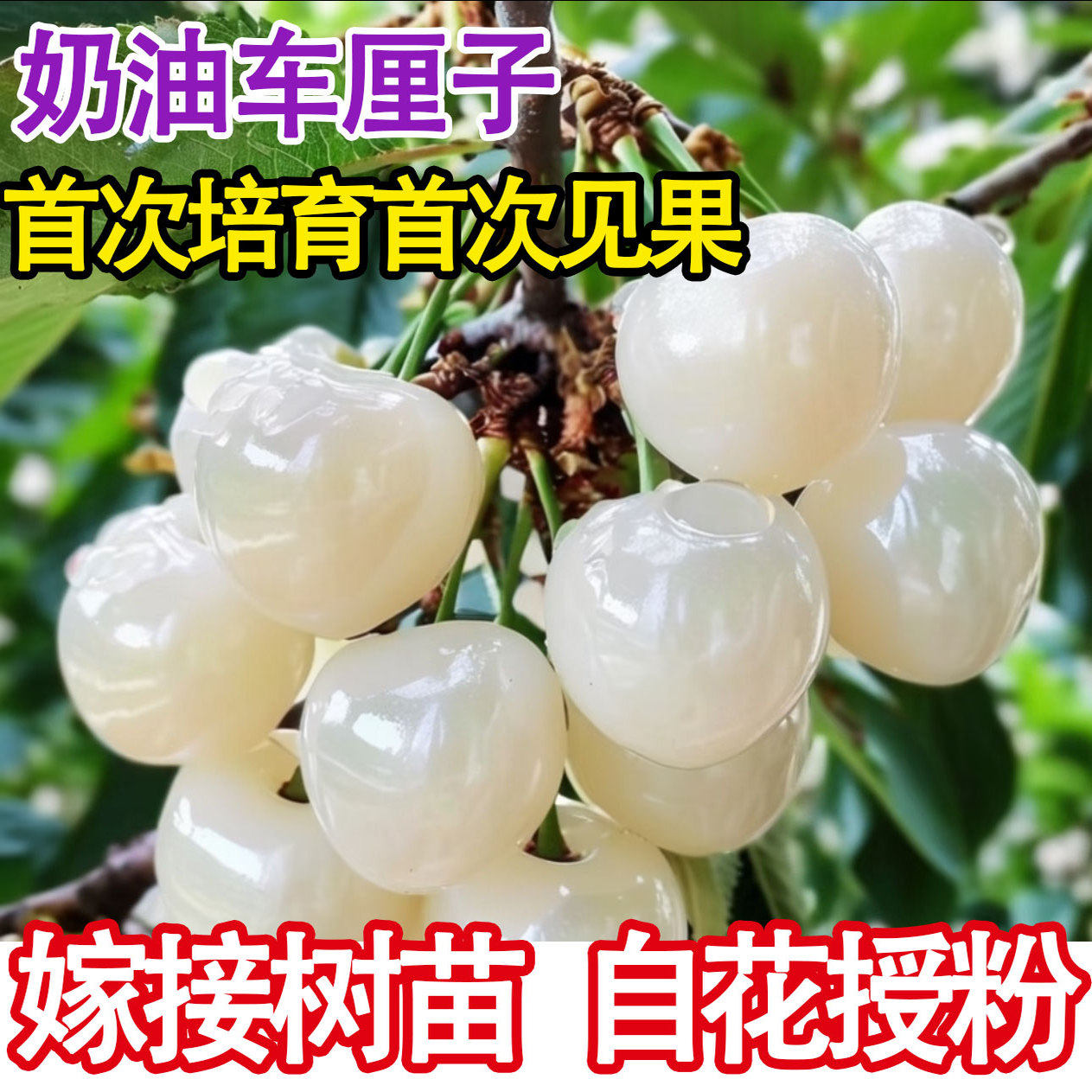 新品种奶油车厘子大樱桃树苗盆栽地栽南方北方均可种植当年结果
