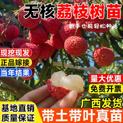 合江荔枝嫁接盆栽地栽南北方当年结果果树苗妃子笑桂味无核荔枝苗