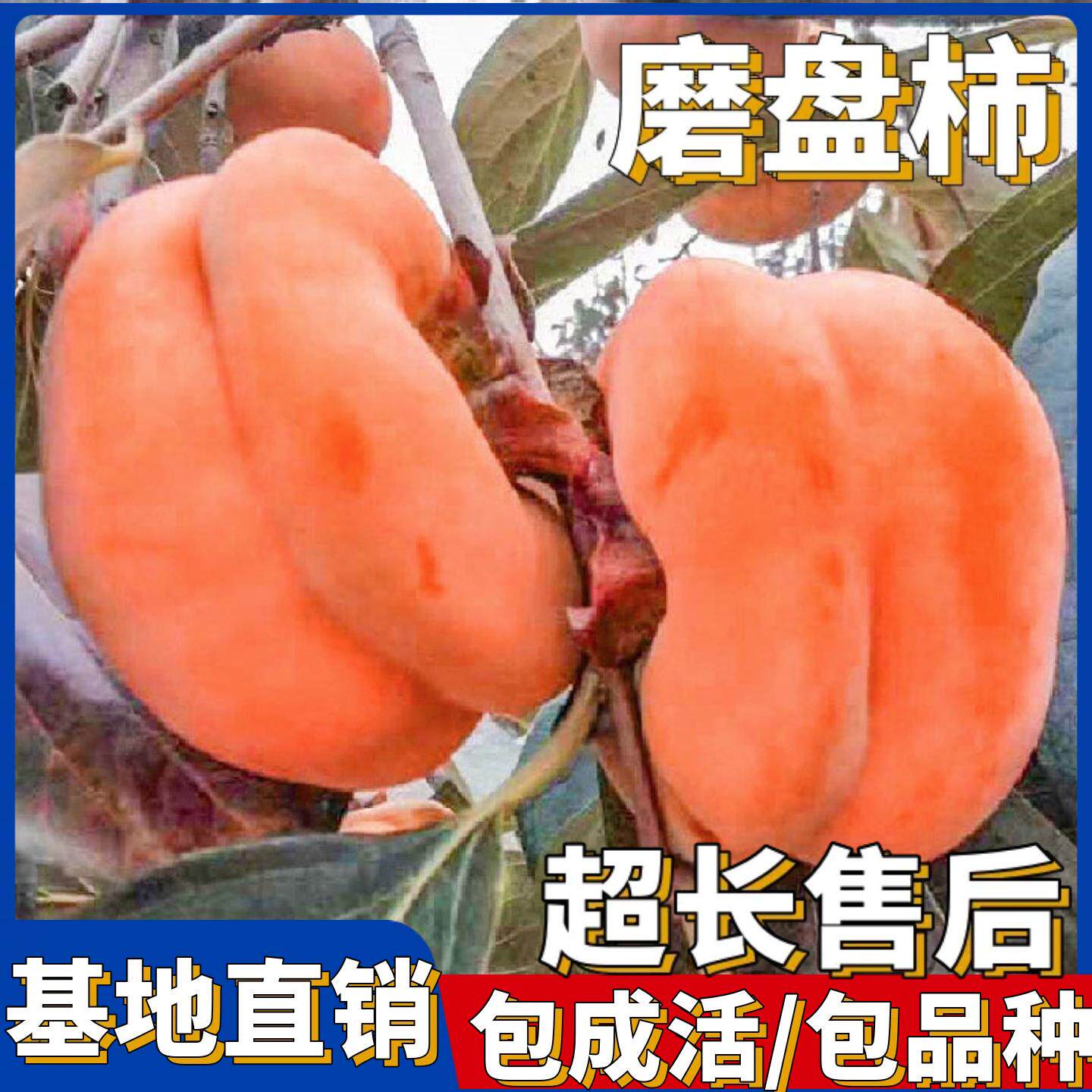 磨盘柿子苗树活苗南北方种植特大庭院地栽耐寒盆栽嫁接苗当年结果