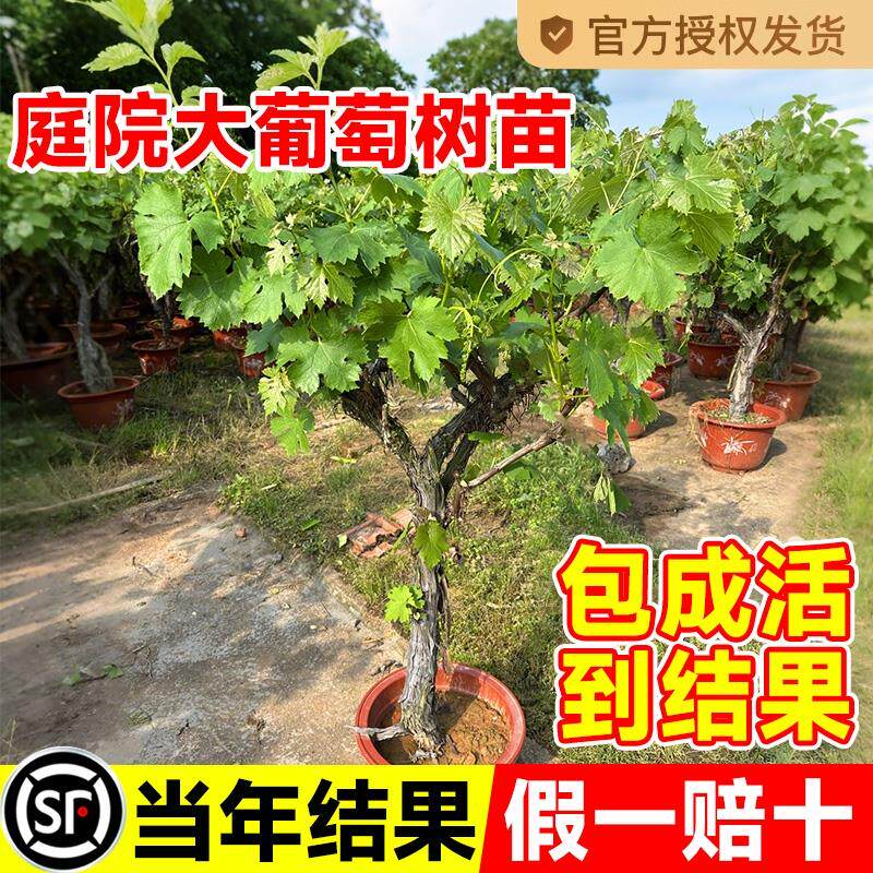 特大葡萄树苗阳光玫瑰蓝宝石巨峰无籽南北方种植带土发货果树果苗