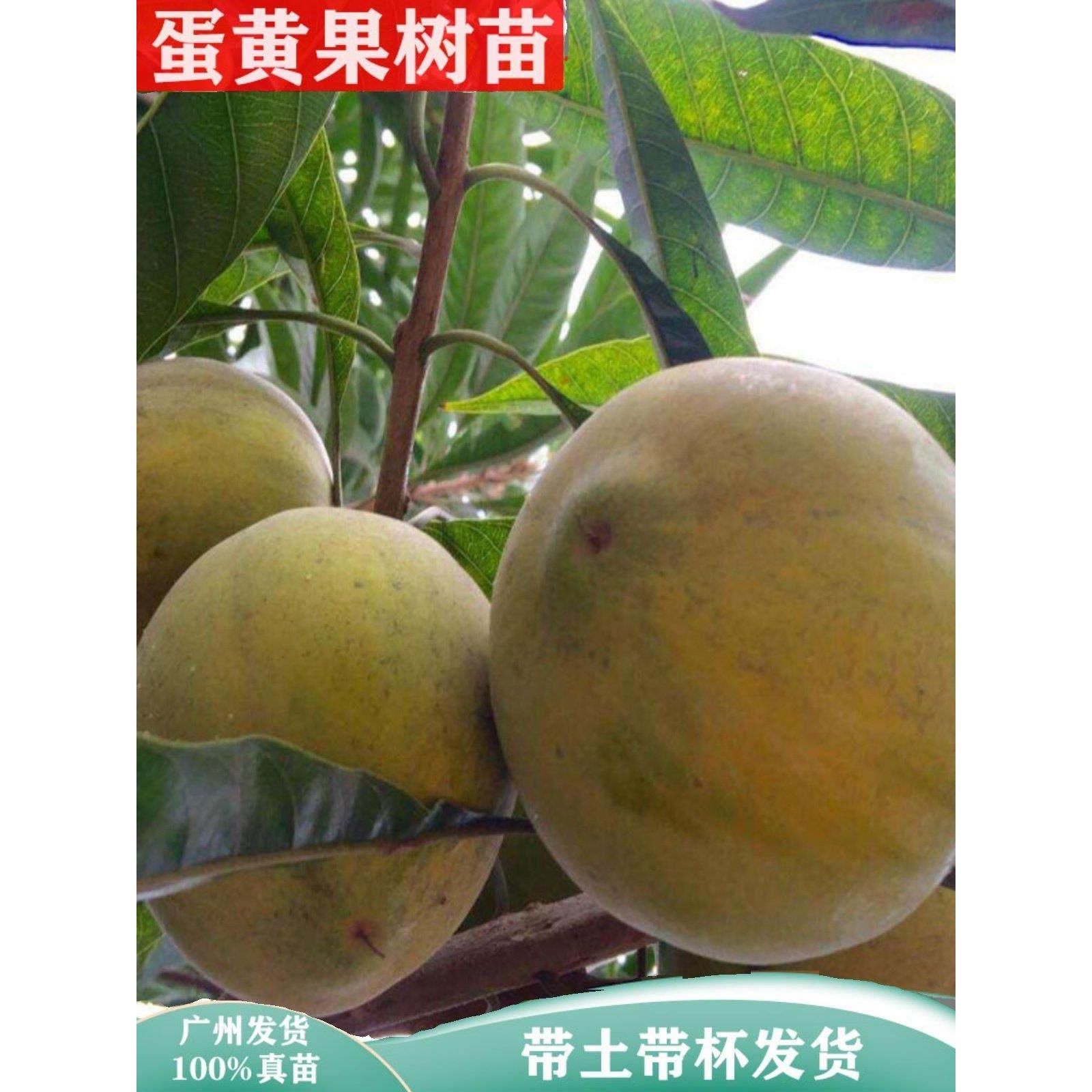 农科院选育蛋黄果苗树鸡蛋果树水果树南方种植四季广东种植盆栽庭