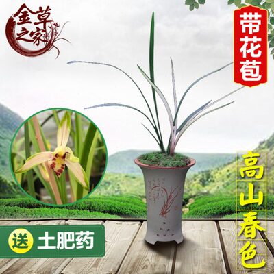 建兰四季兰山线边金花复色透高艺 中带花苞春 兰花苗浓香夏季色