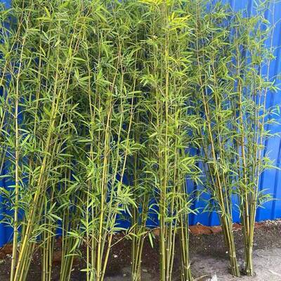 仿真竹子室内饰装假隔断屏风C76a+uPd挡墙造装景室外饰竹盆加密栽