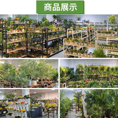 新款仿件真绿植马BF231405醉木室内客摆假厅枝叶绿植地装饰落植物