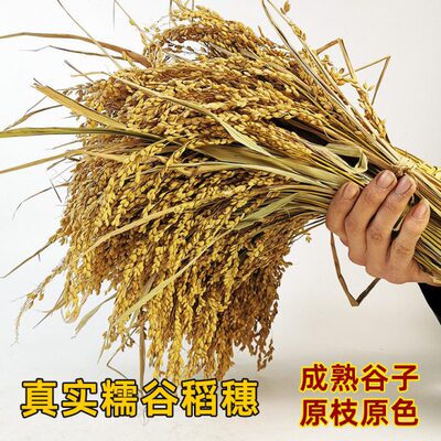 贵州枣红壳香禾糯高杆糯稻谷干稻穗花园艺复古舞台店装饰表演道具