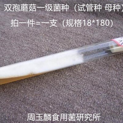 双孢菇菌种口蘑蘑菇种子一级种母种原种单生个大2796-1 新分离