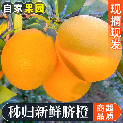 秭归脐橙现摘现发，原产地直供