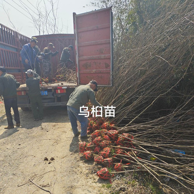 乌桕树苗庭院别墅园林绿化工程