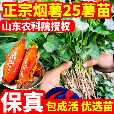 红薯苗秧烟蜜25糖心种西瓜