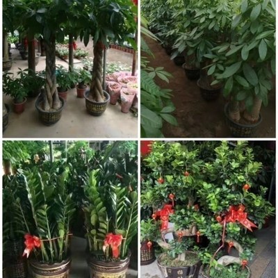 合作市花卉盆栽店绿萝植物招摇发财金钱树12临夏市天堂鸟平安幸福