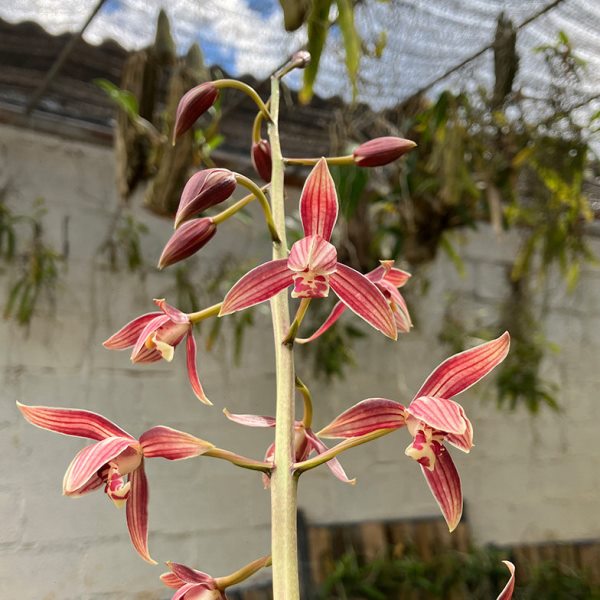 秋榜白榜年年红兰花国兰匠人花圃花色类似喜洋洋茶城红版纳红