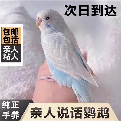 鹦鹉活鸟虎皮鹦鹉鸟类小鸟会学说话的鸟手养宠物小型鹦鹉一公一母