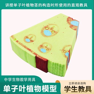 单子叶植物茎模型 玉米茎横切面 植物细胞模型子叶植物茎构造纵横