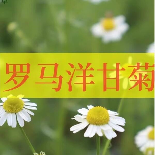 罗马洋甘菊可食用香草植物盆栽克拉香草整株芳香好闻可泡水煮花茶