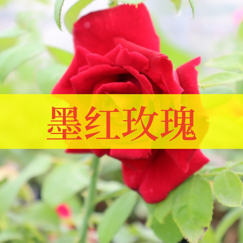 墨红玫瑰可食用多年生香草植物盆栽克拉香草鲜花酱玫瑰花饼可泡水