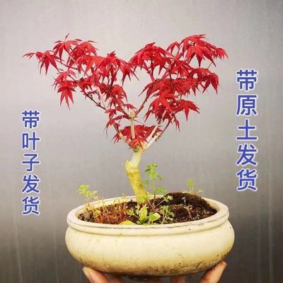 红枫树苗带叶发货盆景造型盆栽枫盆景室内外客厅植物