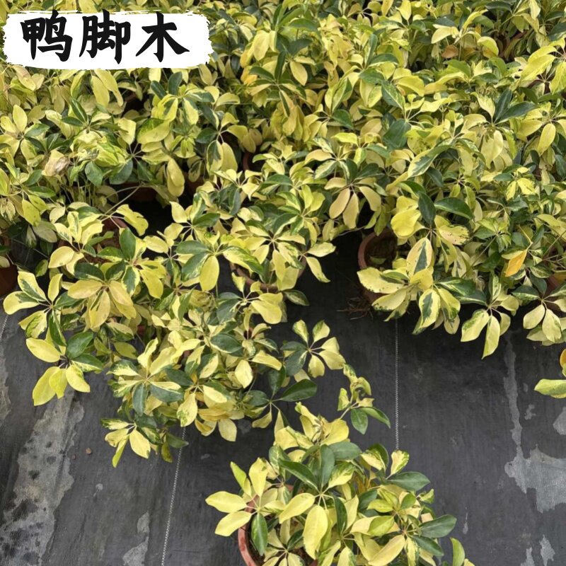 鸭脚木客厅大盆栽八方来财鸭掌木绿植花卉大型室内落地植物易成活
