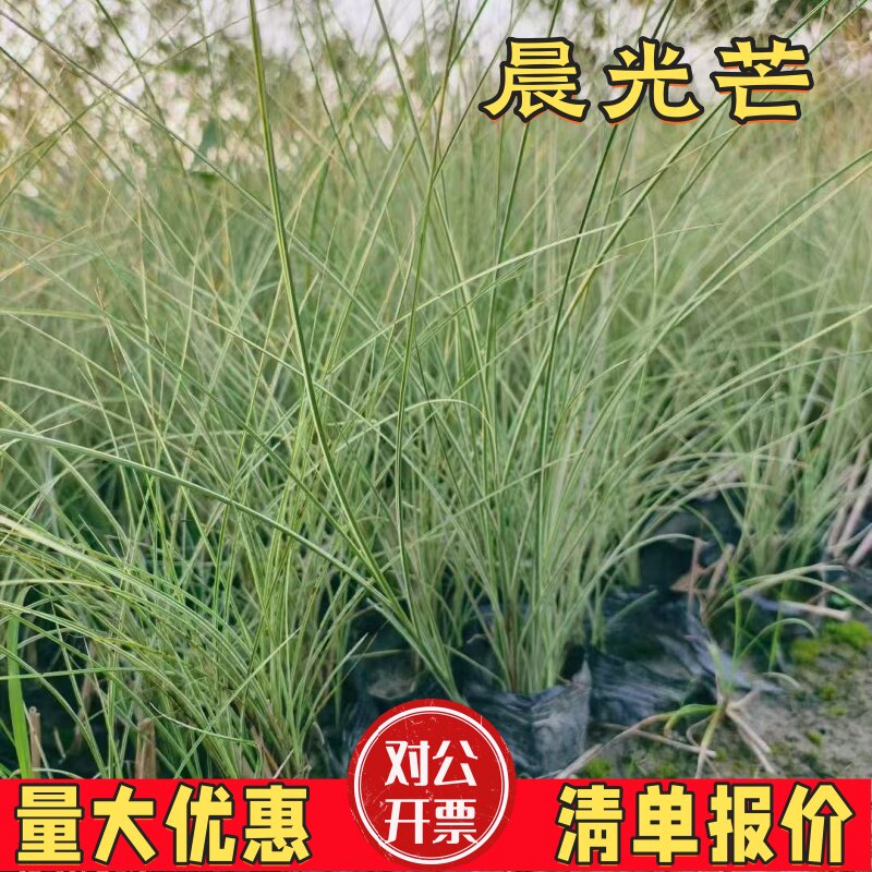 鑫和晨光芒草坪苗观赏草耐旱耐阴别墅地被植物量大优惠