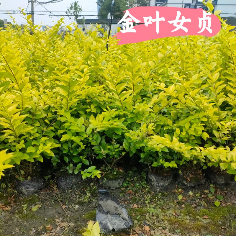 四季常青金叶女贞球树苗女贞球形树庭院绿化耐寒不落叶抗病虫绿植