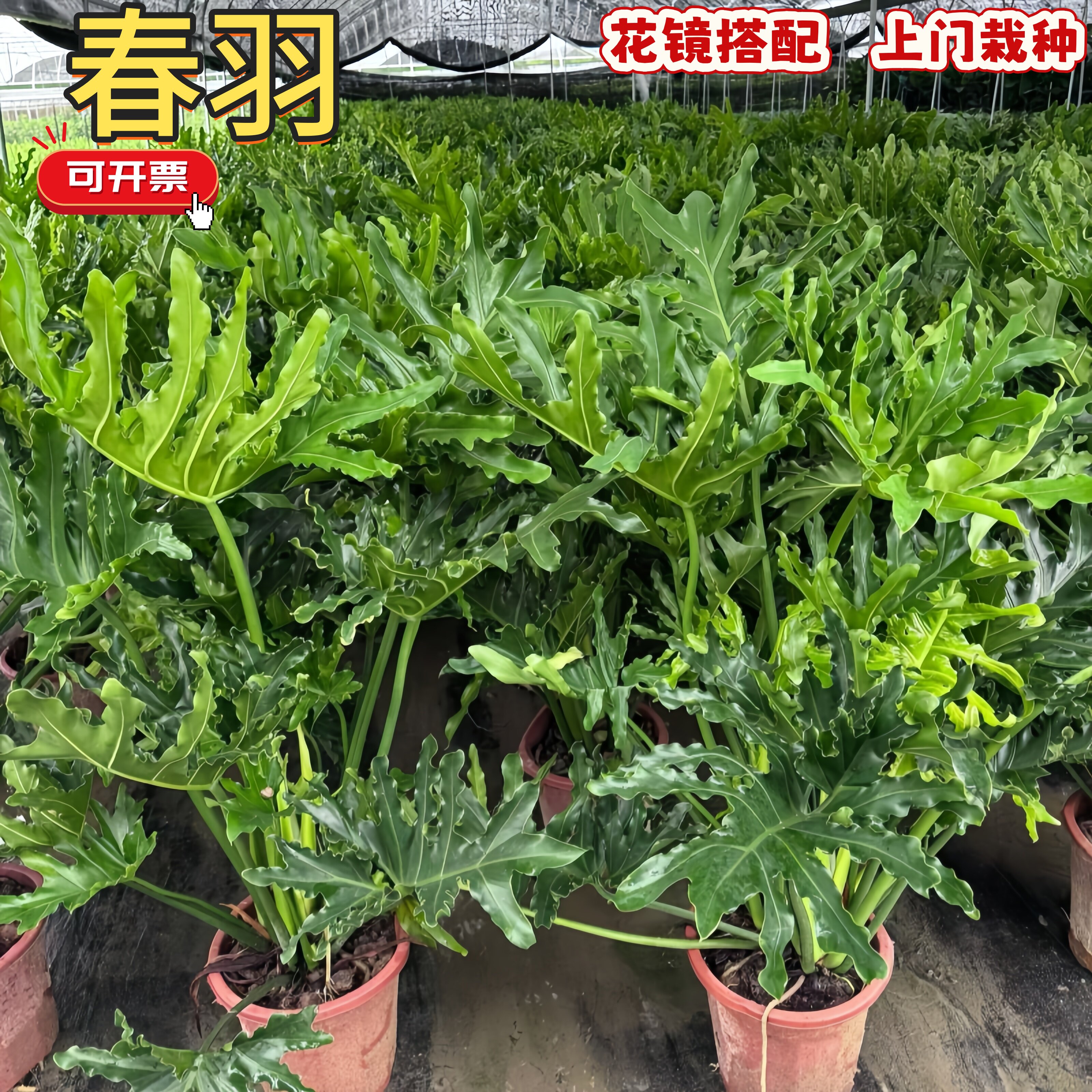 龙鳞春羽老桩大叶春雨客厅大型绿植室内盆栽四季好养净化空气植物