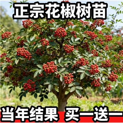 特大红袍花椒苗树小南北方