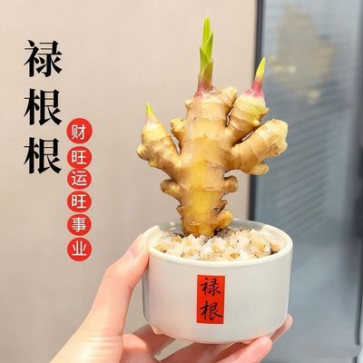 禄根盆栽带盆种禄根办公室内桌面绿植不当生姜苗好养绿植灵草盆景