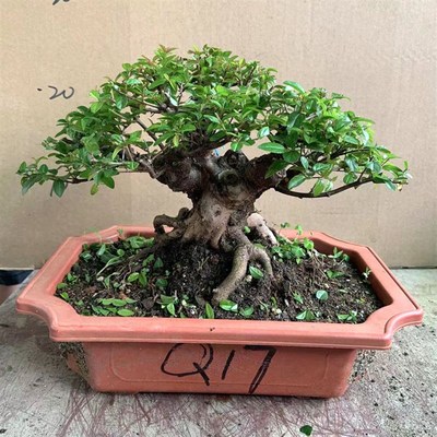 小叶红芽雀梅树桩盆景造型矮霸精品老桩净化空气绿植盆栽四季常青