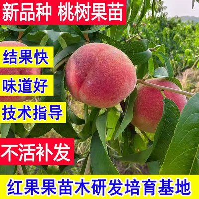 桃树果苗新品种优质嫁接苗南北方