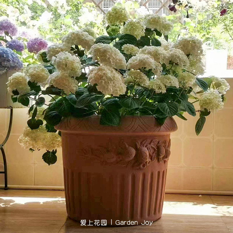 园丨荷兰工厂 粗陶花盆花红装饰花爆仔石榴竖纹圆口园陶盆