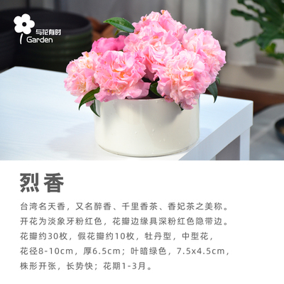 烈香香妃茶花盆栽浓香型水小大型树苗带花苞庭院名贵福建室外地栽