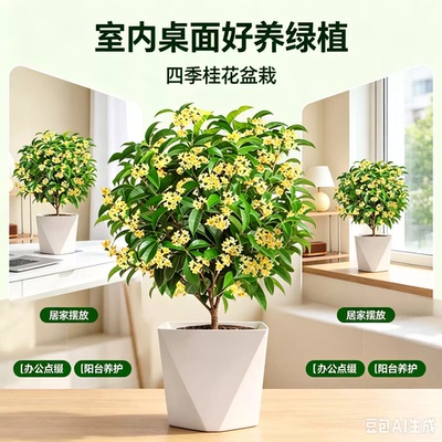 桂花盆栽四季桂树苗浓香型室内庭院HF2