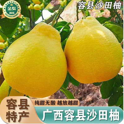 正宗广西沙田柚容县金柚现摘柚子