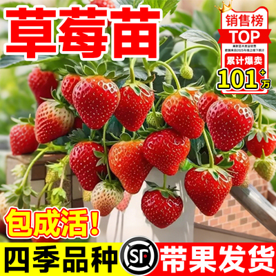 奶油草莓苗盆栽带花带果