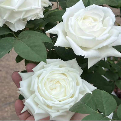 【保罗三世】月季 保罗二世芽变灌木大花强香 直立勤花 抗病耐开