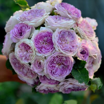 日月 蓝月石 月季花苗 河本灌木多头勤花月季 庭院阳台盆栽花卉