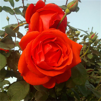 国月 绯扇 月季花苗大花灌木淡香勤花玫瑰 阳台庭院盆栽花卉