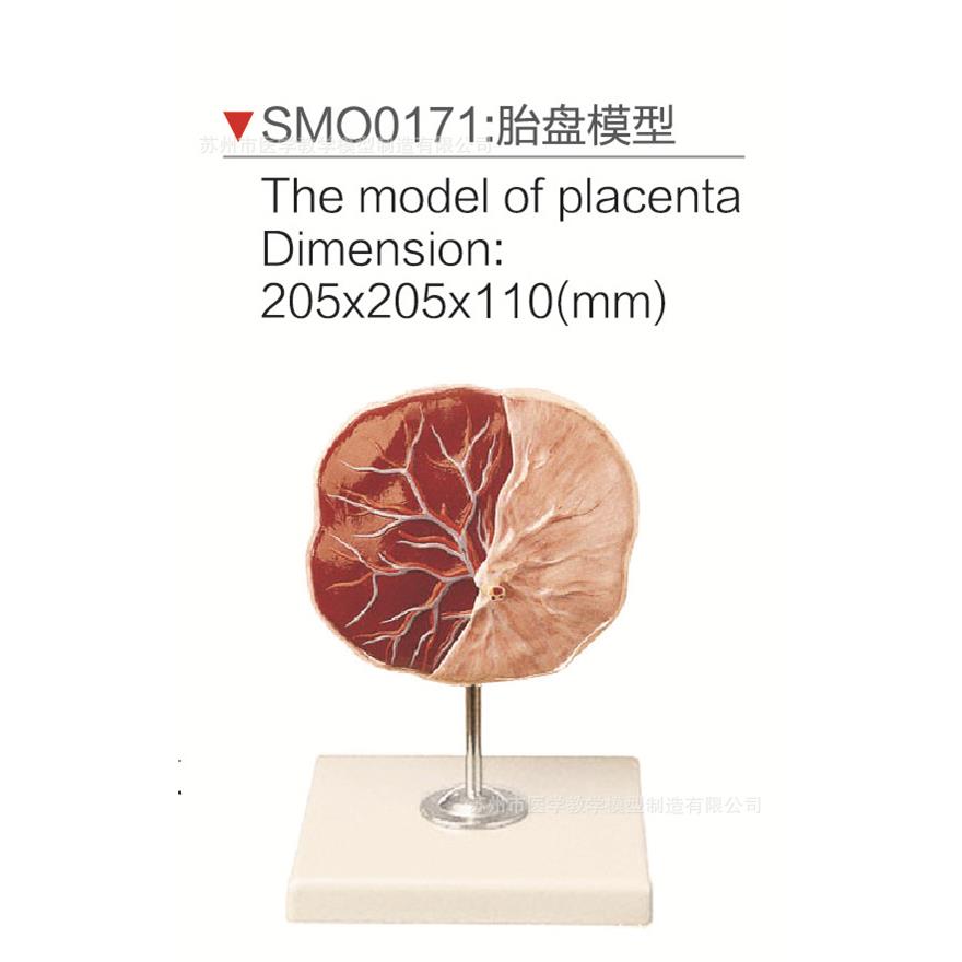 SMO0171胎盘模型供应多规格胚胎模型教学用具卫校教学模型