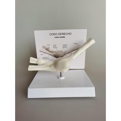 SMM01肘关节模型