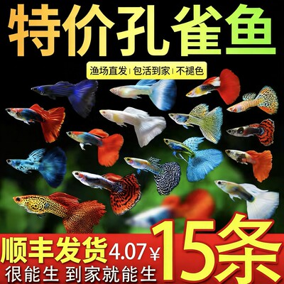 精品孔雀鱼热带纯种活鱼苗凤尾鱼