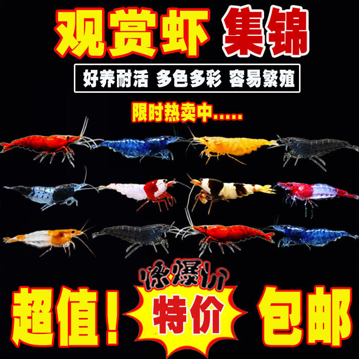 观赏虾七彩品种混养好养耐活鱼缸除藻清洁虾新手养殖