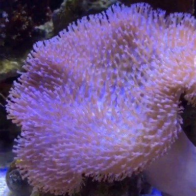 皮革珊瑚圣诞树花环皮革长杆大花皮革荧光绿须软体海水缸易养新手